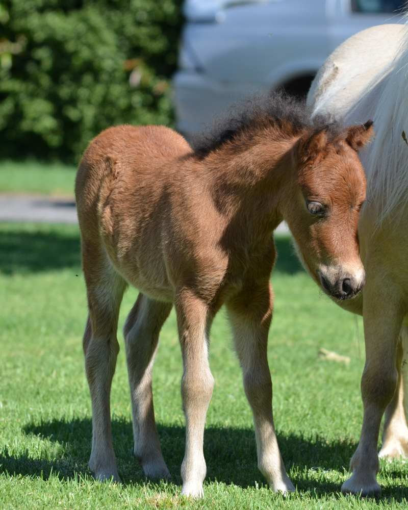 Glenrowan Red Robin | Glenrowan Miniature