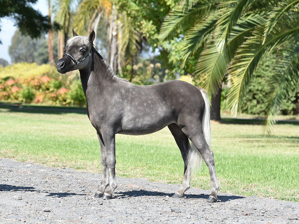 Glenrowan Spells Passin Fancy | Glenrowan Miniature