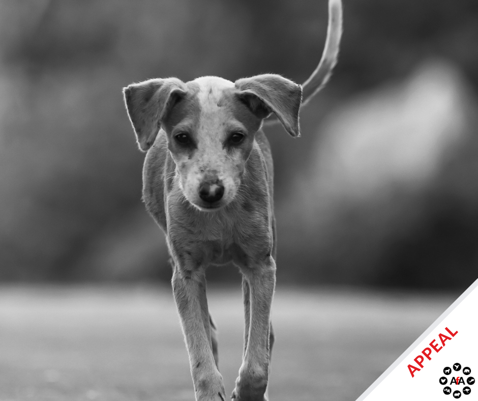 Companion Animals companion-animals