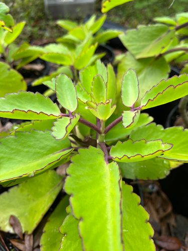 Leaf Of Life Plant | My Site