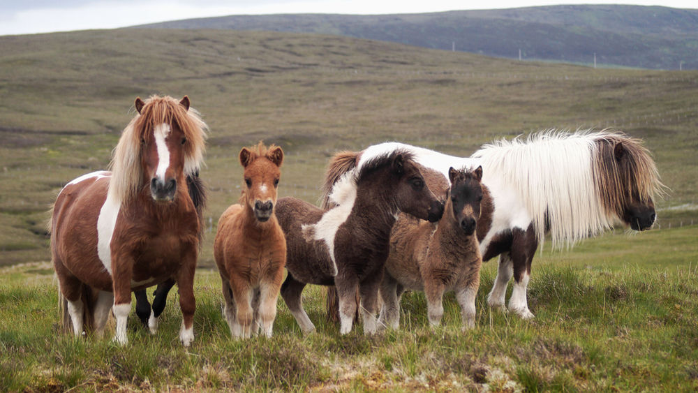 Describe Shetland Ponies in 3 words...... hardy, cute, iconic?