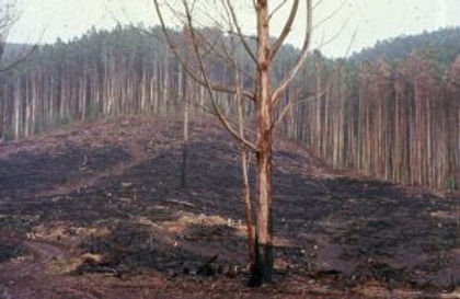 forest after fire