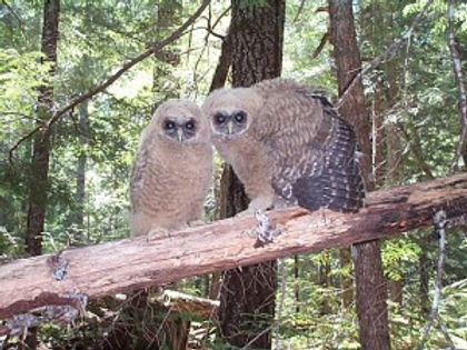 EPIC Asks SPI to Stop Logging Owl Habitat