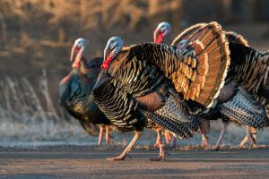 California’s Wild Turkeys