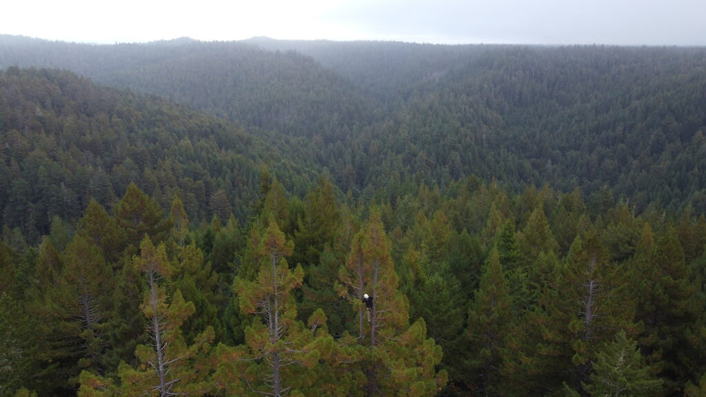 CAL FIRE Withdraws Three Logging Plans In Jackson Demonstration State ...