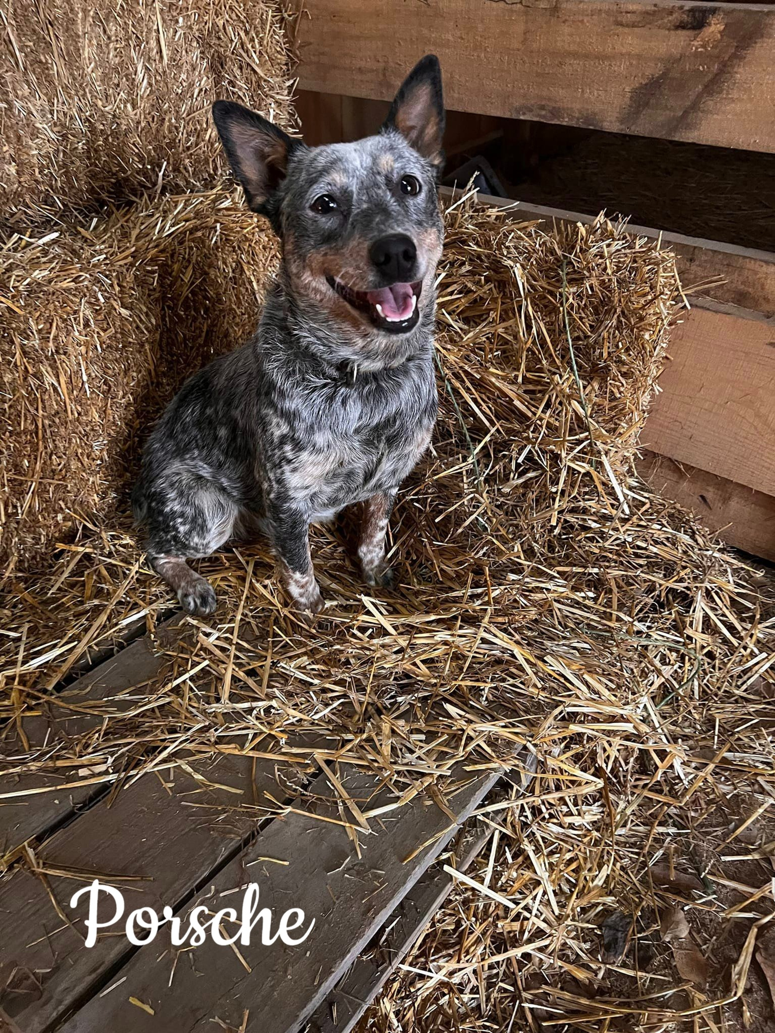 australian cattle dog coloring pages