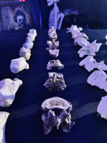Real Human Vertebrae | Nate Thompson Video