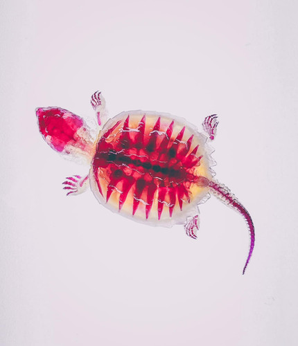 Diaphonized Baby Turtle Specimens | Nate Thompson Video