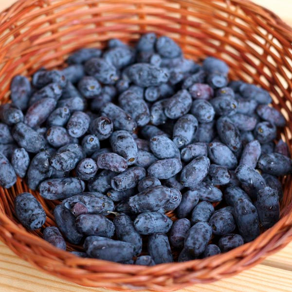 Haskap Borealis (Honeyberry) | Blooming Flower Farm