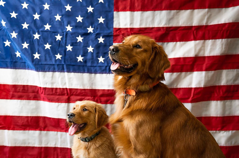 Future Litters | Freedom Retrievers