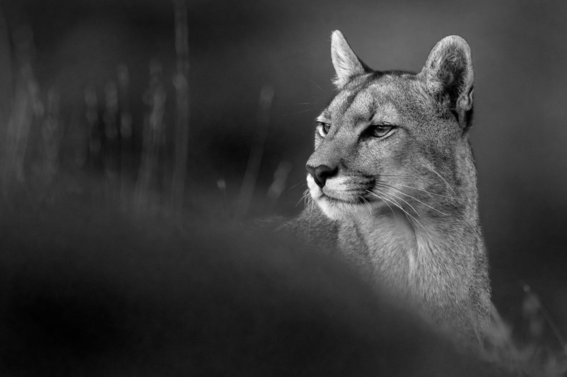 Roie Galitz | Wildlife Photographer, Speaker, Fine art