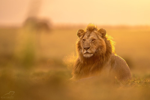 ROYALTY | Roie Galitz