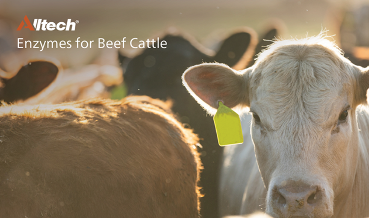 Using enzymes to enhance drought feed supplies