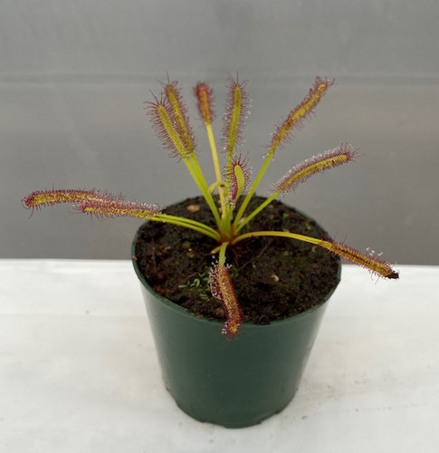 Drosera capensis $8 | Triffid Park