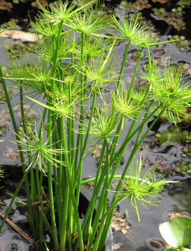 Dwarf Papyrus Grass - Cyperus prolifera | Triffid Park