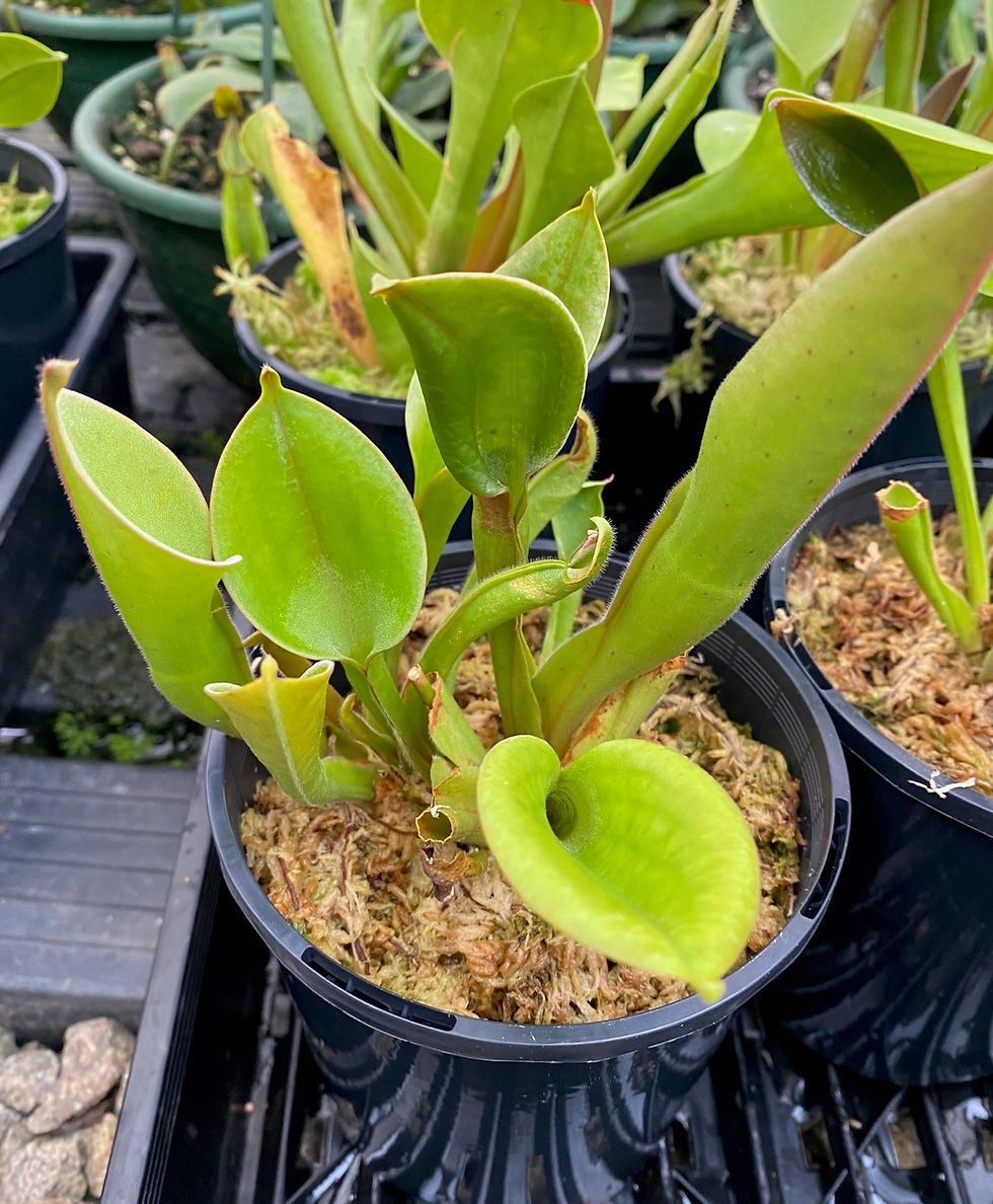 Heliamphora nutans | Triffid Park