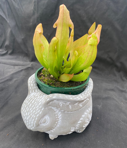 Rabbit Pot | Triffid Park