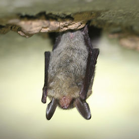 North American Bat Monitoring Program | United States | Canada | NABat