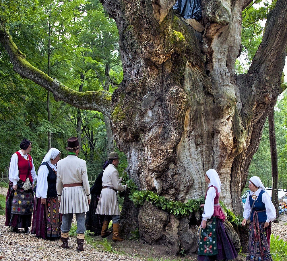 Oldest Tree in Lithuania: 1,500+ Years