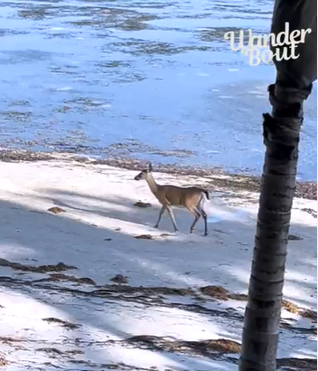 key-deer-little-palm-island | Wander 'Bout