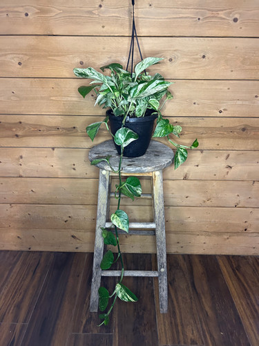 Marble Queen Pothos - 6'' hanging pot | Flora10