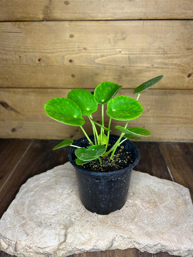 Chinese Money Plant - 4'' pot | Flora10