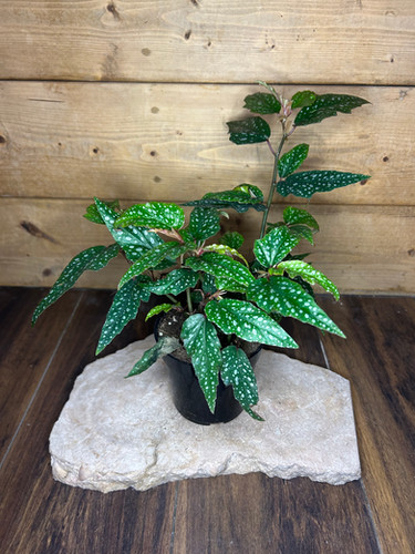 Angel Wing Begonia - 4'' pot | Flora10