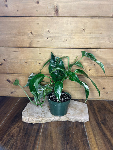 Epipremnum Pinnatum Albo - 4'' pot | Flora10