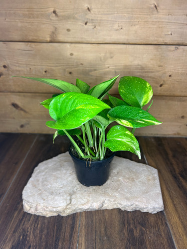 Golden Pothos - 4'' pot | Flora10