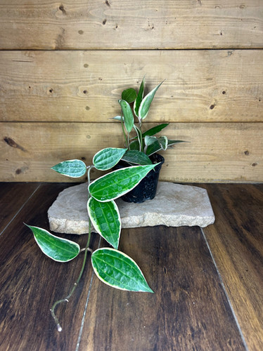 Hoya Macrophylla - 4'' pot | Flora10