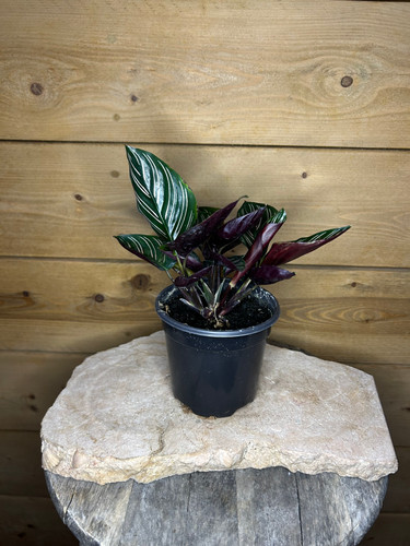 Calathea Ornata - 4'' pot | Flora10