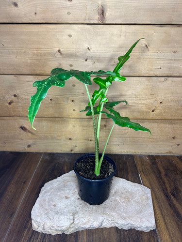 Alocasia Zebrina - 4'' pot | Flora10