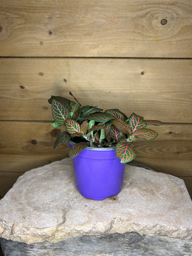 Red Fittonia - Nerve Plant - 4'' pot | Flora10