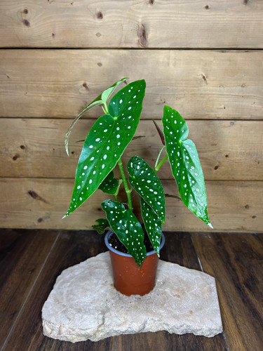 Begonia Maculata - 4'' pot | Flora10