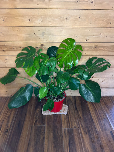 Monstera Deliciosa - 8'' pot | Flora10