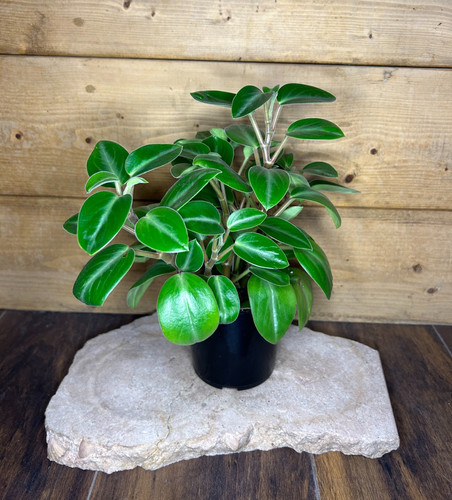 Peperomia Pixie - 4'' pot | Flora10