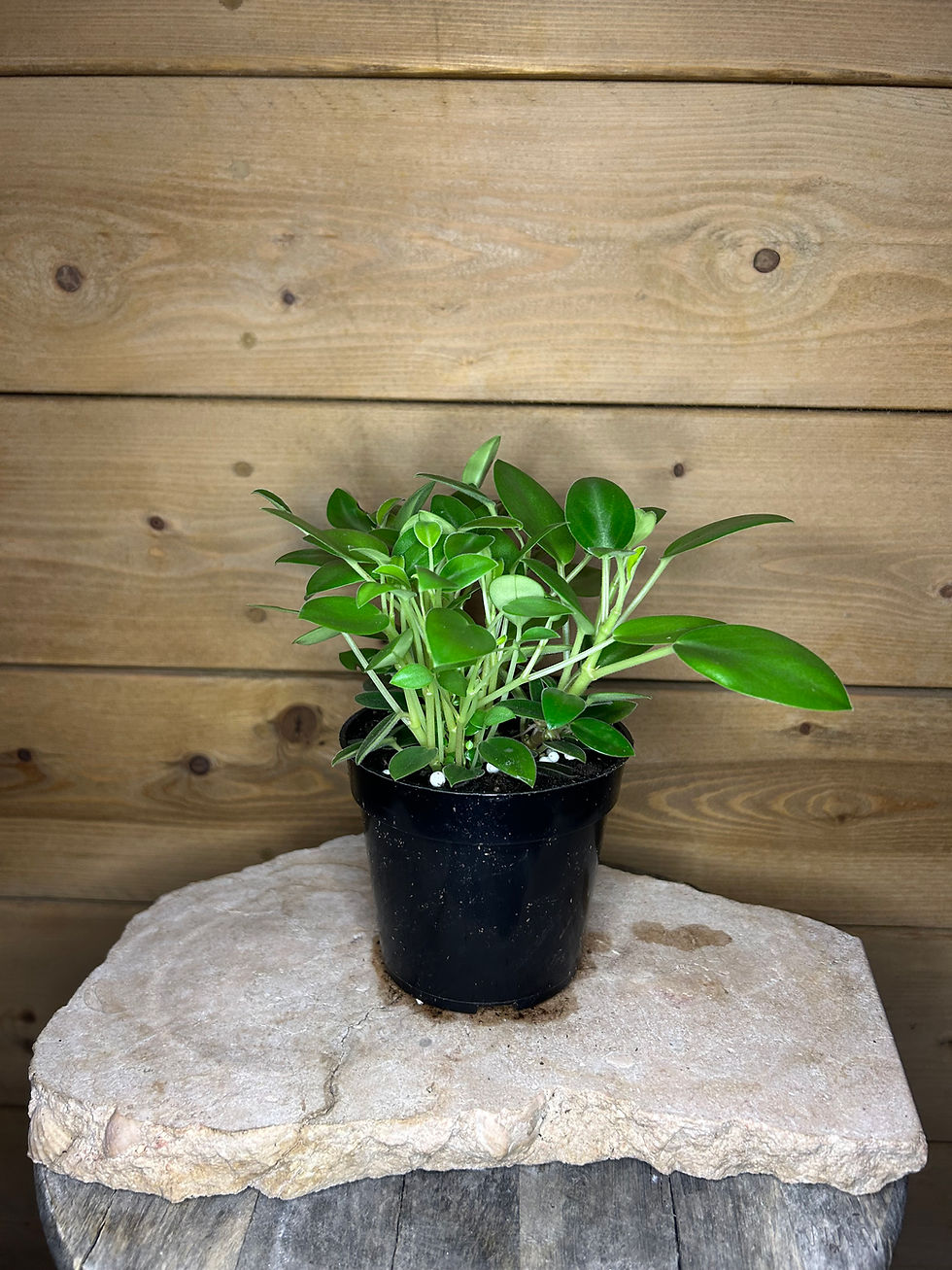 Peperomias/Pileas | Flora10