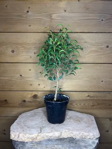 Ficus Benjamina 'Little Leaf' - 4'' pot | Flora10