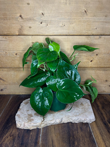 Philodendron Heartleaf - 4'' pot | Flora10