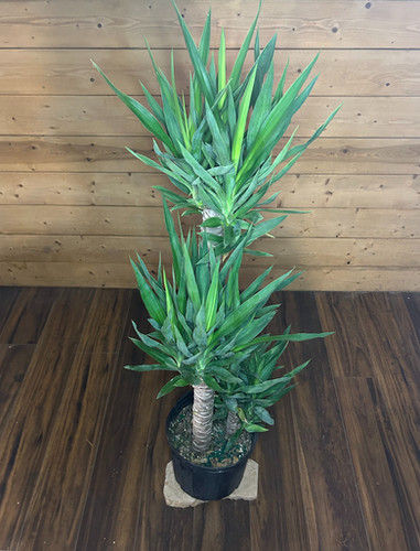 Yucca Cane - 10'' pot (approx. 4ft tall) | Flora10