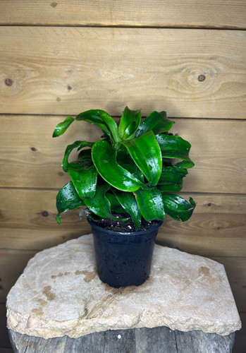 Dracaena Twister - Green - 4'' pot | Flora10