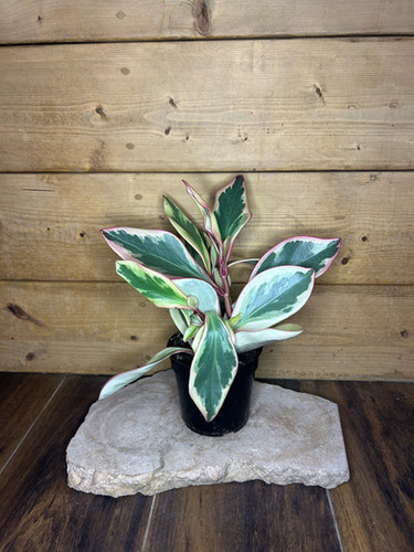 Peperomia Ginny - 4'' pot | Flora10
