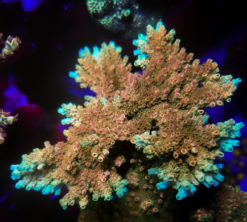 TSA Bill Murray | Surfeatreef