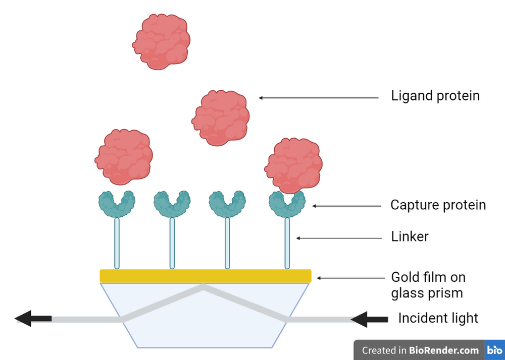 Surface Plasmon Resonance for Protein-Protein Interactions