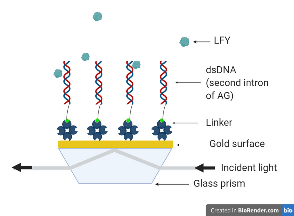 SPR for Enriching Synthetic Biology Research