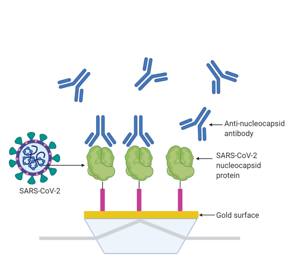 Rapid Quality Control of Antibodies Using P4SPR™