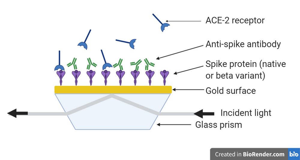SPR to examine cross-reactivity of antibodies