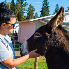 Donkey Sanctuary | Oregon Donkey Sanctuary Northwest | Portland