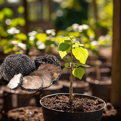 Trüffelbäume | edelpilze.shop