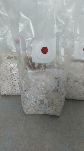 Pilzmyzel Körnerbrut (alle Sorten) 5 Liter | edelpilze.shop